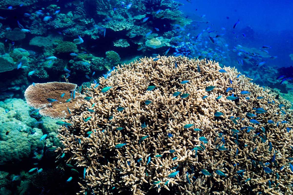 Die CNN-Dokumentation “Race to Save the Reef” - jetzt hier anschauen!