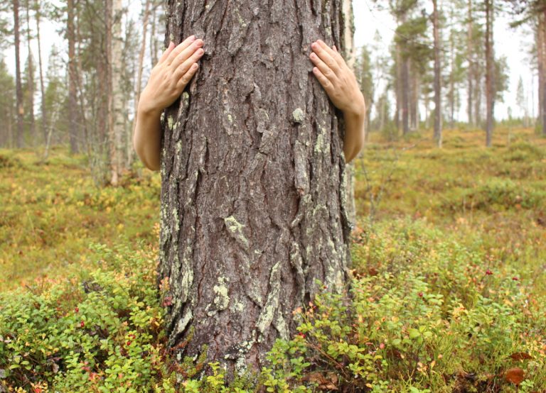 Halipuu – Skandinavische Bäume adoptieren – Lilli Green