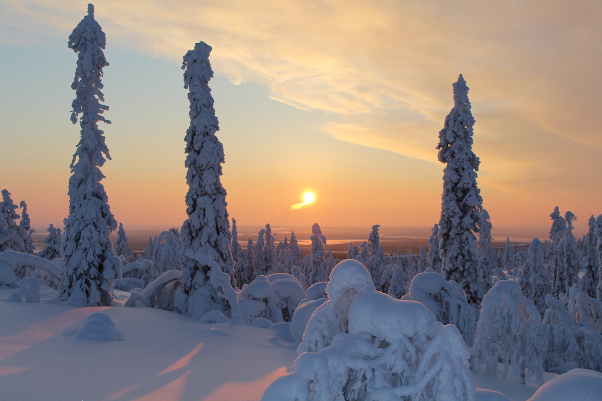 Halipuu – Skandinavische Bäume adoptieren – Lilli Green