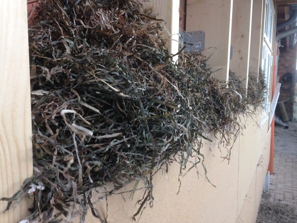 Nachhaltig Dämmen mit Seegras aus der Ostsee – Lilli Green