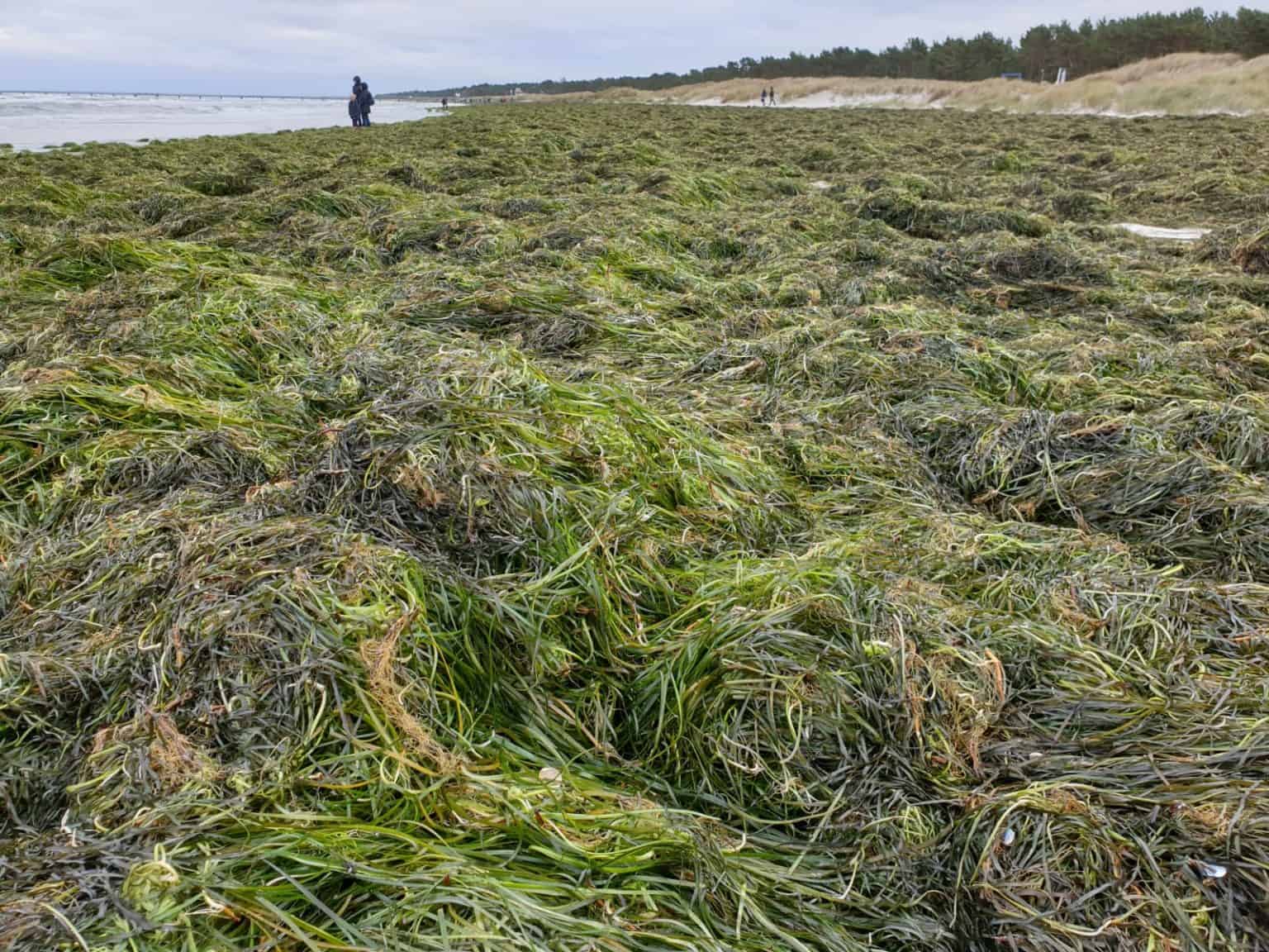 Nachhaltig Dämmen mit Seegras aus der Ostsee – Lilli Green