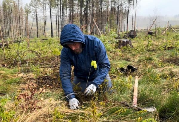 Waldsterben im Harz - So wird gegen die Klimakrise aufgebäumt – Lilli Green